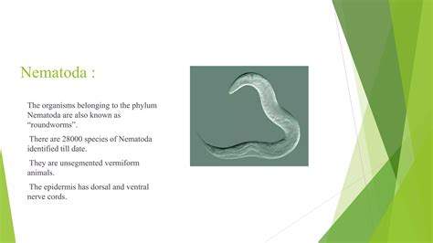 Phylum Nematoda 1pptx