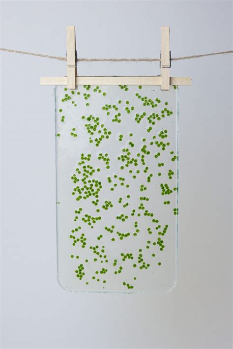 Algae Gallery Future Materials Bank