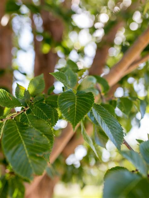 triumph® hybrid elm jeffries nurseries