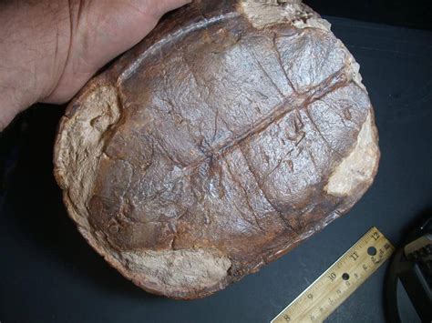 Large Fossil Tortoise 012624j The Stones And Bones Collection