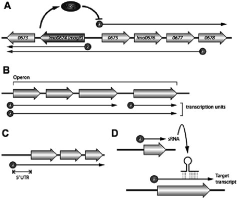 Bacterial Transcriptome Analysis Enhanced Analysis Of Transcriptome