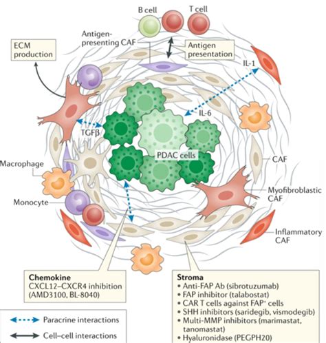 Tutorial 7 Flashcards Quizlet