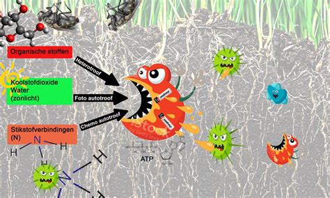 Stikstofkringloop Biologielessen Nl