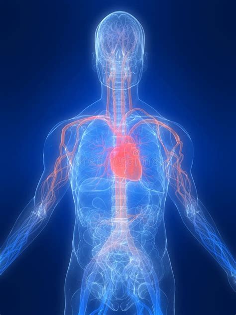 Vascular System Stock Illustration Illustration Of Circulation 6730637