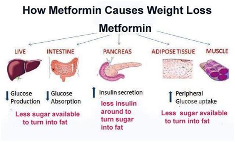 Metformin Rapid Weight Loss