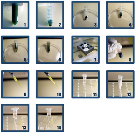 Rna Isolation From Synechocystis