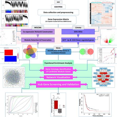 Schematic Workflow Of Overall In Silico Steps Download Scientific Diagram