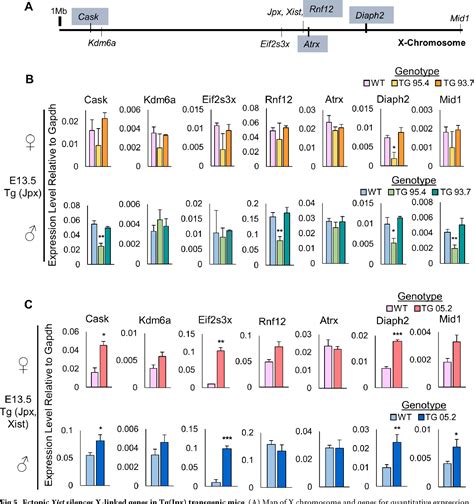 Figure 1 From Lncrna Jpx Induces Xist Expression In Mice Using Both