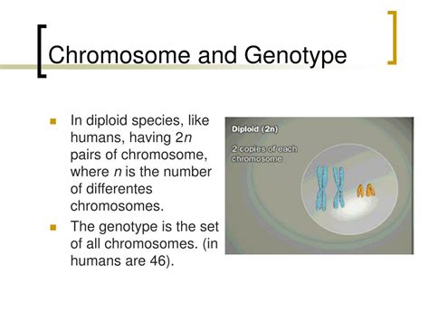 Ppt Single Nucleotide Polymorphisms Snps Powerpoint Presentation Free Download Id 5373000