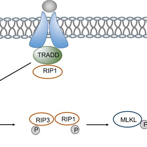 Signalling Pathway Of Programmed Necrosis In Hearing Loss When A