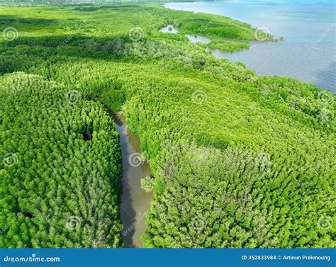 Green Mangrove Forest Carbon Sequestration And Storage Blue Carbon Ecosystem Mitigation Of