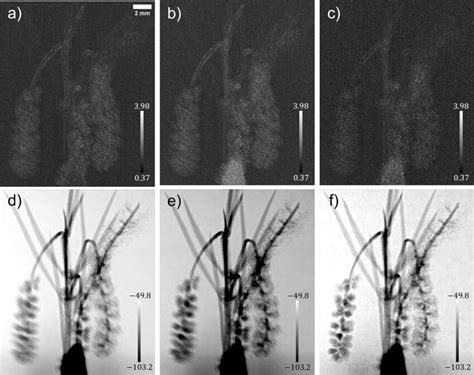 Comparison Of Wattle Flower Multimodal Signals Extracted Using The Mist Download Scientific
