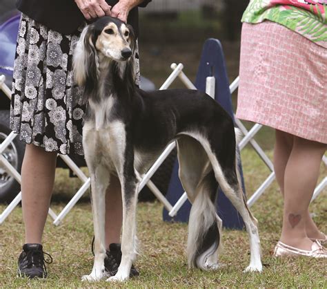 Saluki The Breed Archive