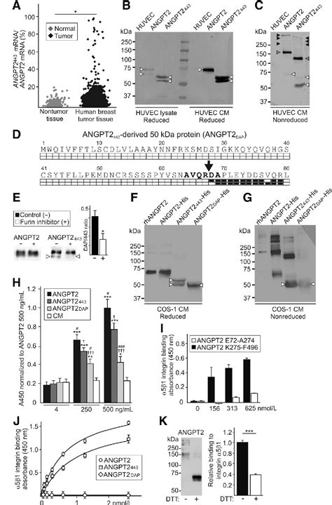 Figure 1 From The Amino Terminal Oligomerization Domain Of Angiopoietin