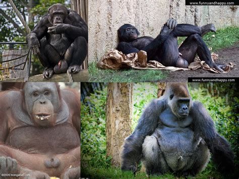 Чем старше отец тем больше мутаций у потомства Macroevolution