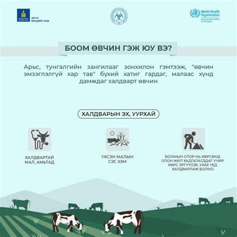 Боом өвчин гэж юу вэ ЗӨСҮТ