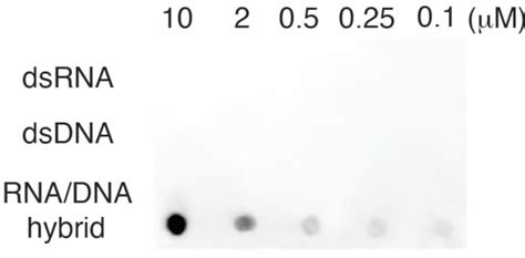R Loop Analysis By Dot Blot Scientific Article Protocol JoVE