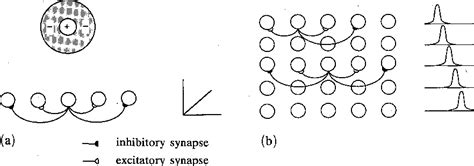 Figure 1 From The Neural Representation Of Stereoscopic Depth Contrast Semantic Scholar
