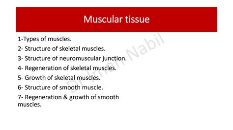 SOLUTION Skeletal Muscles Studypool