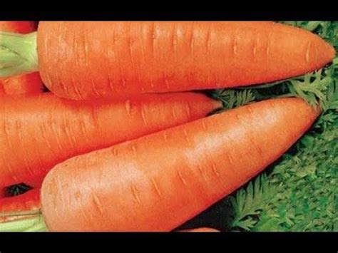 КРУПНАЯ МОРКОВЬ без ХЛОПОТ! Способ посадки при котором ВСЕГДА БУДЕТ ...