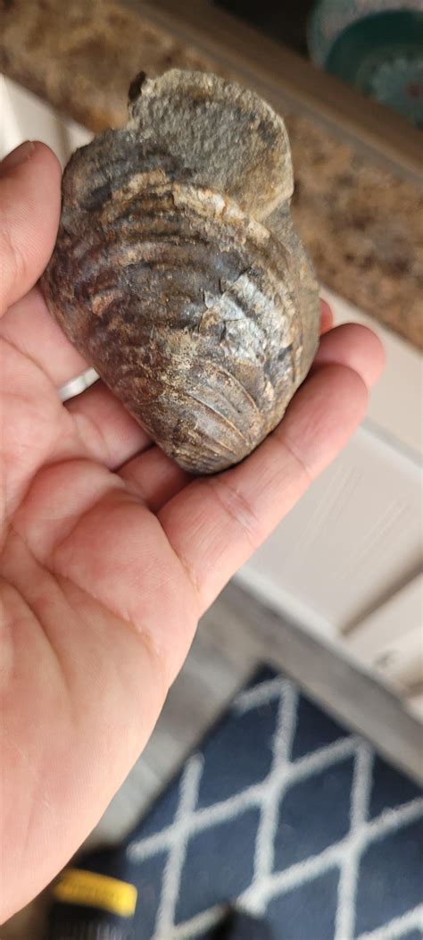 Clam Fossil R Fossilid