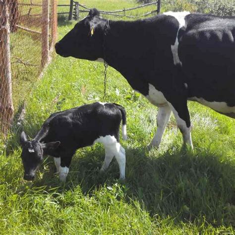 Жизнь в белорусской деревне Семья Лях Youtube