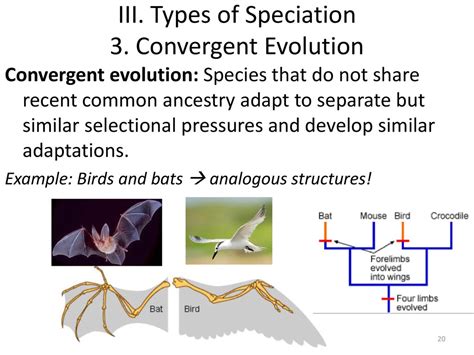 Patterns Of Evolution 2 Essential Questions Ppt Download