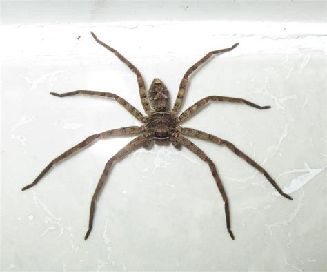 Паяци Био Кил