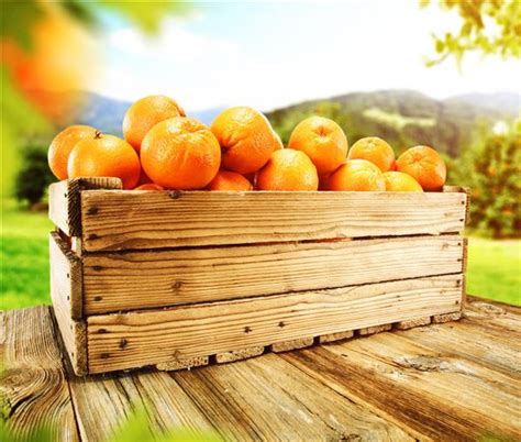 میز چوبی خالی با فضای خالی روی درختان پرتقال پس‌زمینه مزرعه نارنجی برای