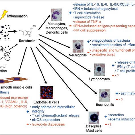 Pdf Immune Functions Of Platelets