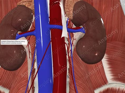 Ureteric Branches Of Renal Artery Complete Anatomy