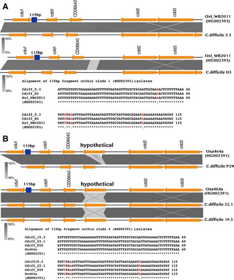 Genetic Context Of The Paloc In Australian Toxin Negative Strains Of C Download Scientific