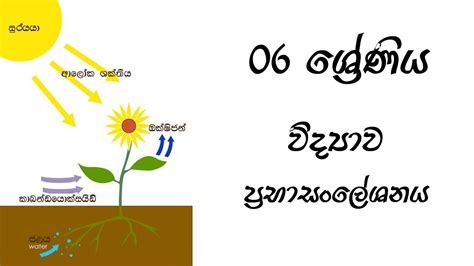 Grade 6 විද්‍යාව ප්‍රභාසංස්ලේෂණය 6 වසර විද්‍යාව Youtube