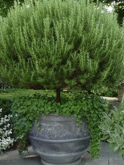 Grow A Rosemary Hedge Garden Containers Plants Garden Design
