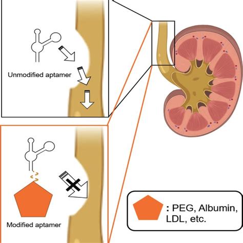 Schematic Illustration Of Chemical Modification Prevents The Aptamer