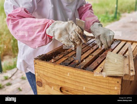 Bees Use These Frames To Build Brood Nests And Store Honey Shot Of A Beekeeper Opening A Hive