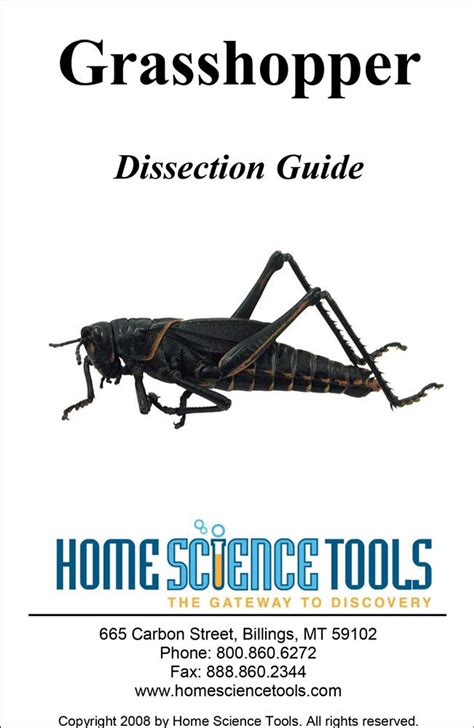 Grasshopper Dissection Instructions Guide