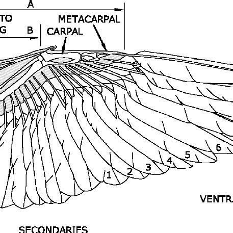 A Metacarpal To Metacarpal Measurement Location B Carpal To Carpal