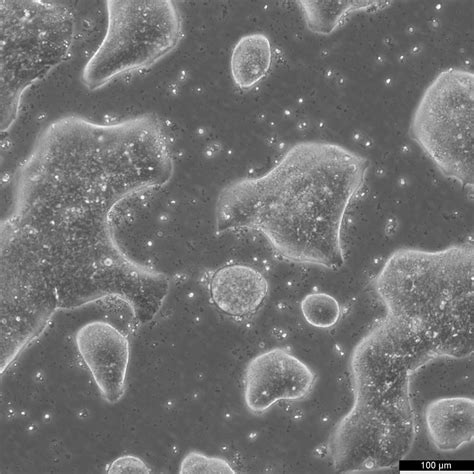Ls174t Cells