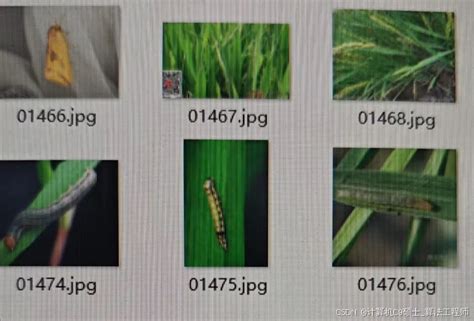 pytorch和torchvision为例，如何使用预训练的resnet模型来训练水稻虫害分类数据集 14类 从数据准备到模型训练、评估全流程
