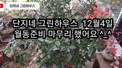 겨울 월동준비 마무리하기천리향동백들밖에서 월동가능한 식물 이야기 Youtube