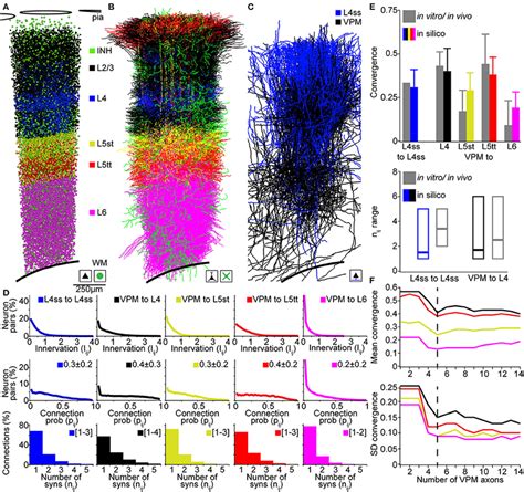 Validation Of The Rat Vibrissal Cortex Statistical Connectome A Cell Download Scientific