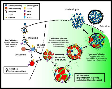 Chlamydia Bacteria Structure