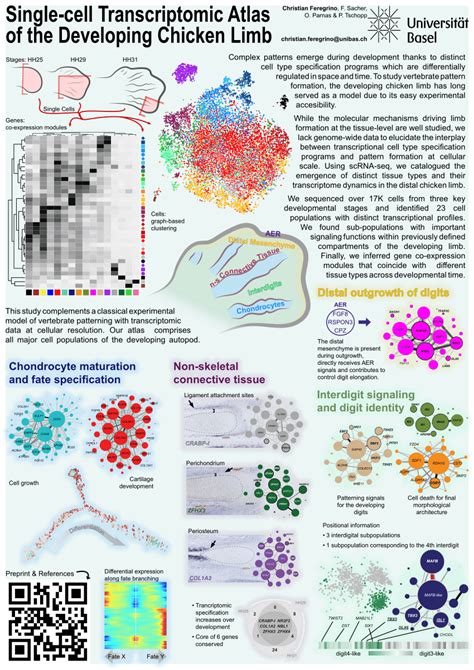 Pdf Single Cell Transcriptomic Atlas Of The Developing Chicken Limb