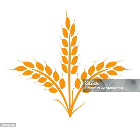 밀 호밀 쌀 귀 아이콘 디자인 유기농 식품의 요소 맥주 로고 성장 쌀 줄기 및 전체 빵 곡물 보리 밭 시리얼 영양가있는 밀 곡물 수확 스톡 벡터 곡초류에 대한 스톡 벡터