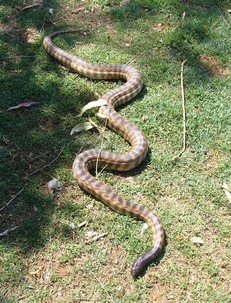 Antmisk Monitors Black Headed Pythons