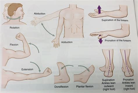 diagram of lom chapter 15 types of muscle actions quizlet