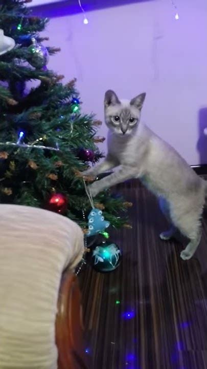 Пытается снять шар с ёлки Youtube