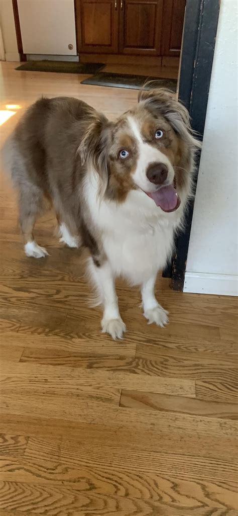 Name one thing that Aussie owner know that other dog owners can't even imagine : r/WiggleButts