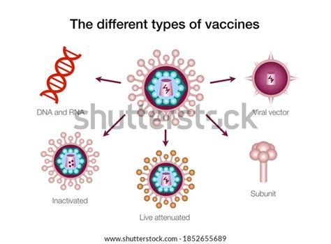 Different Types Vaccines Stock Illustration 1852655689 Shutterstock